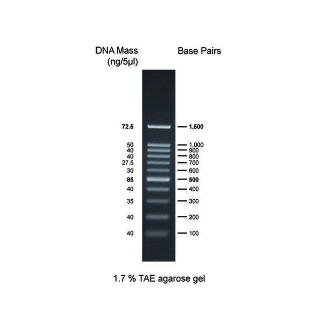 1Kb Plus DNA Ladder | Froggabio