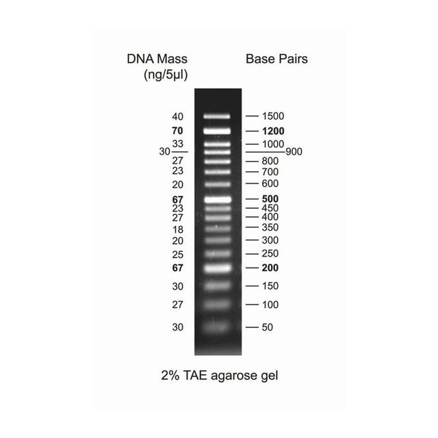 1Kb Plus DNA Ladder | Froggabio