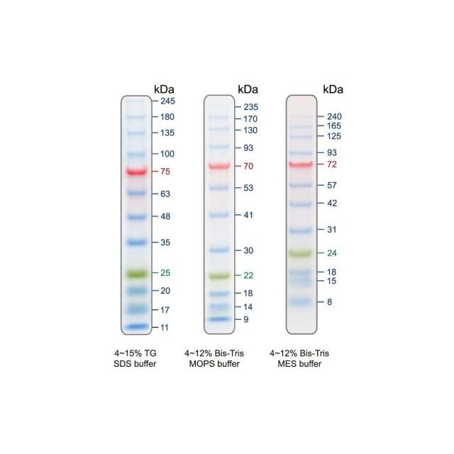 BLUltra Prestained Protein Ladder