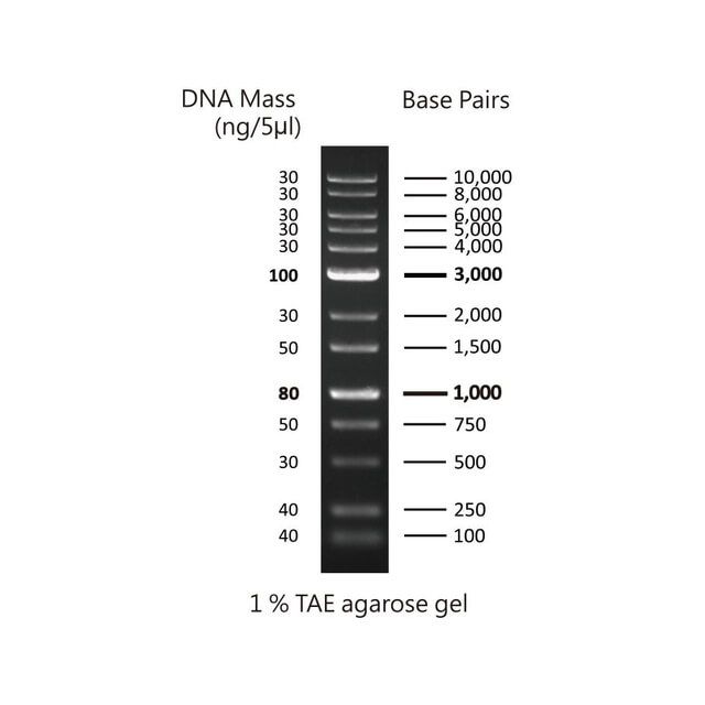 100 bp DNA Ladder | Froggabio