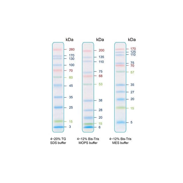 BLUelf Prestained Protein Ladder | Froggabio