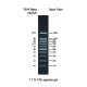 100 bp DNA Ladder | Froggabio